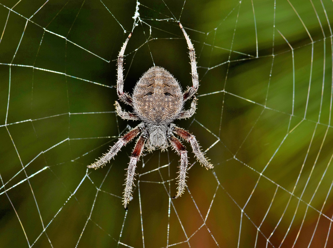 Spider Bodyparts Anatomy Of Spiders