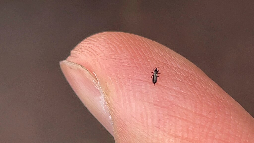 Thysanoptera - Thrips